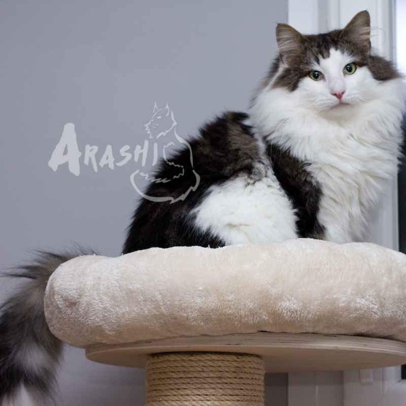 ♂ Raynor Arashi - Arashi Norwegian Forest Cats 🐱