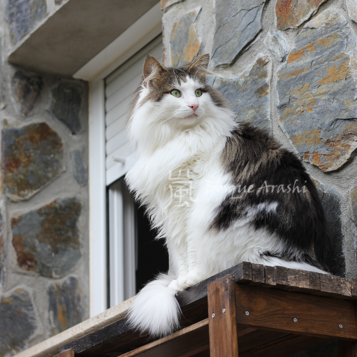 ♂ Raynor Arashi - Arashi Norwegian Forest Cats 🐱