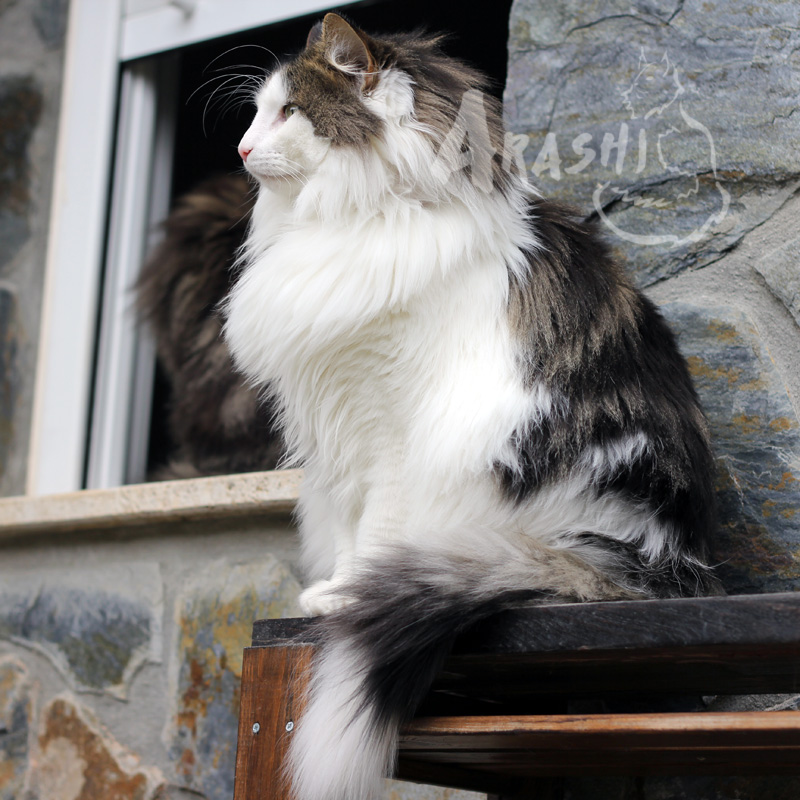 ♂ Raynor Arashi - Arashi Norwegian Forest Cats 🐱