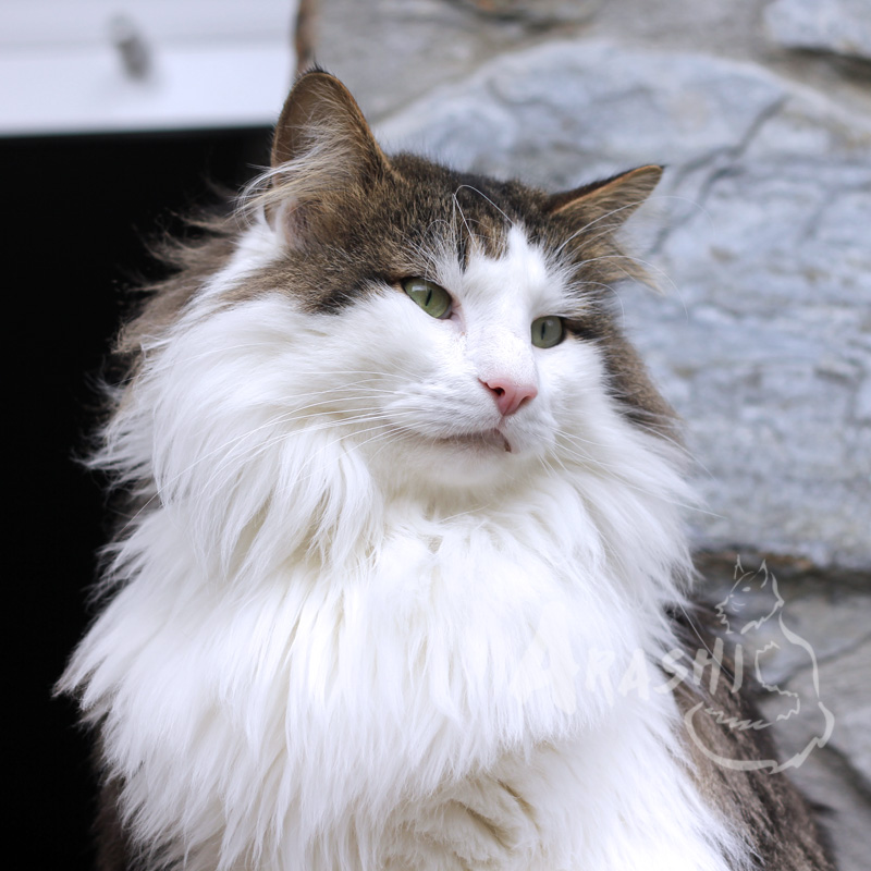 ♂ Raynor Arashi - Arashi Norwegian Forest Cats 🐱