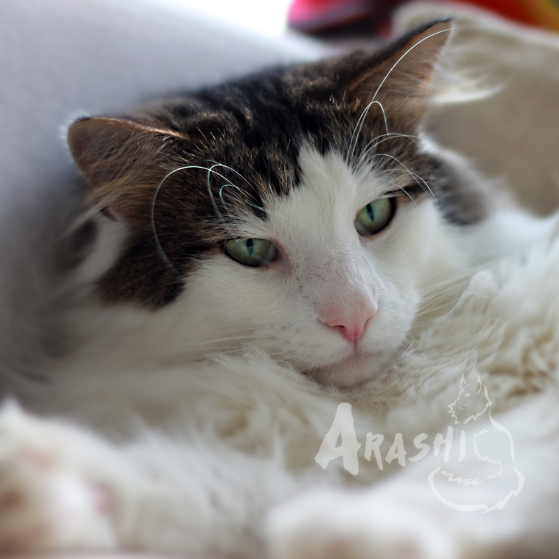 ♂ Raynor Arashi - Arashi Norwegian Forest Cats 🐱